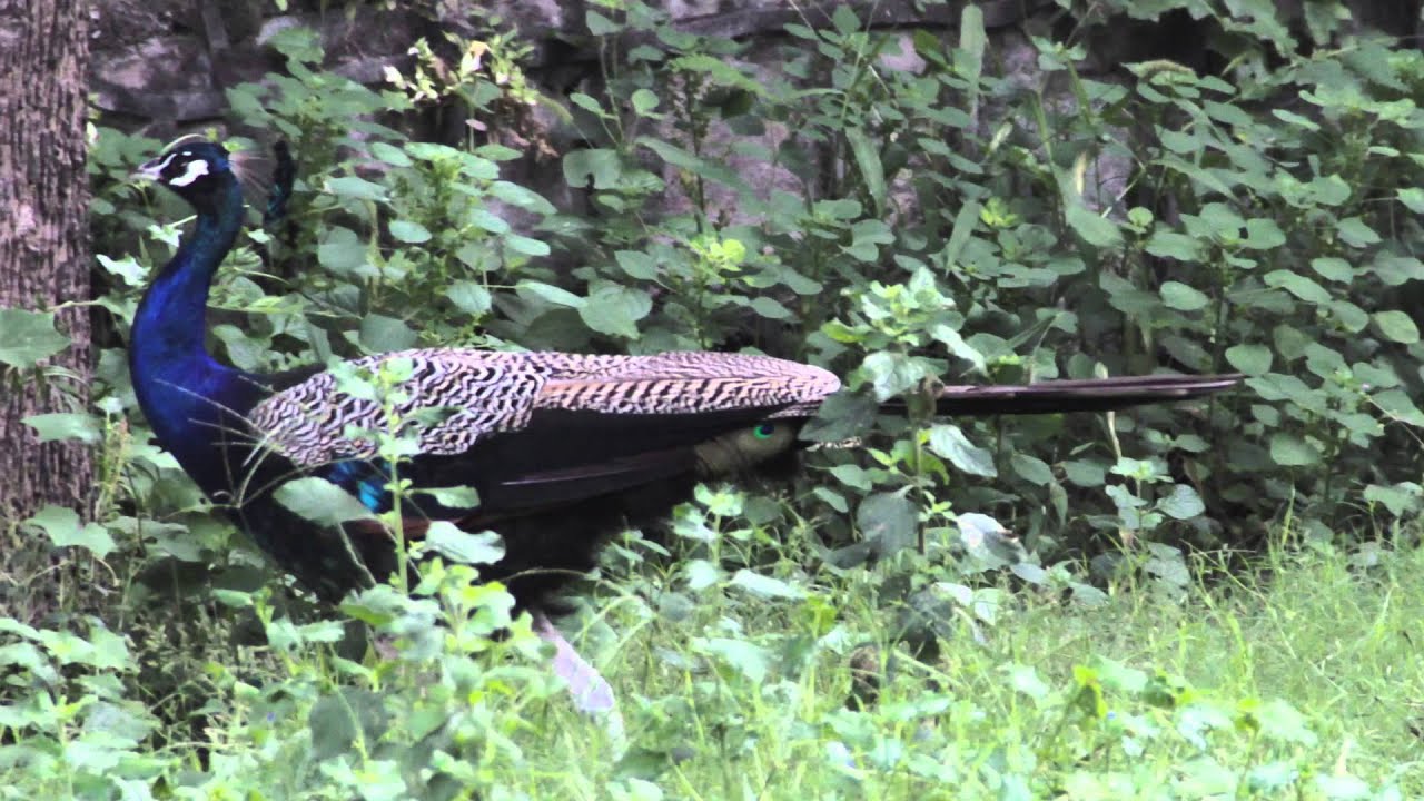 Bird Watching in New Delhi - YouTube