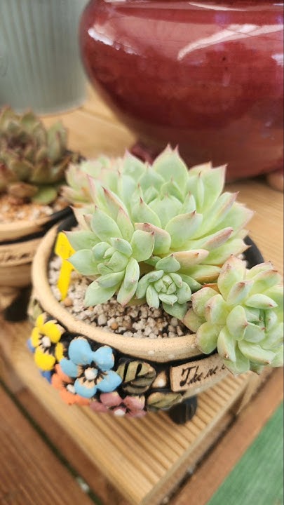 착한마녀의 다육이야기 다육이 경주볼거리 경주여행 경주빛고운다육 다육식물 다육이야기 다육판매 다육이금 다육이사진 다육이적심 다육이농원 다육이분갈이