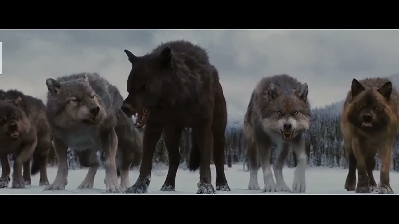 Twilight Wolves - Play with fire - YouTube