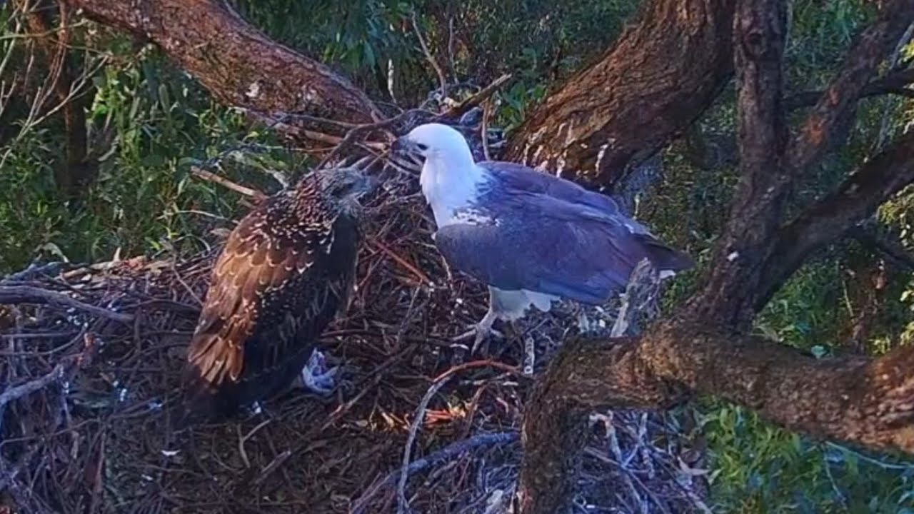 Eagles 🦅 mom return home after elder eaglet fledged | Sea-EagleCAM ...