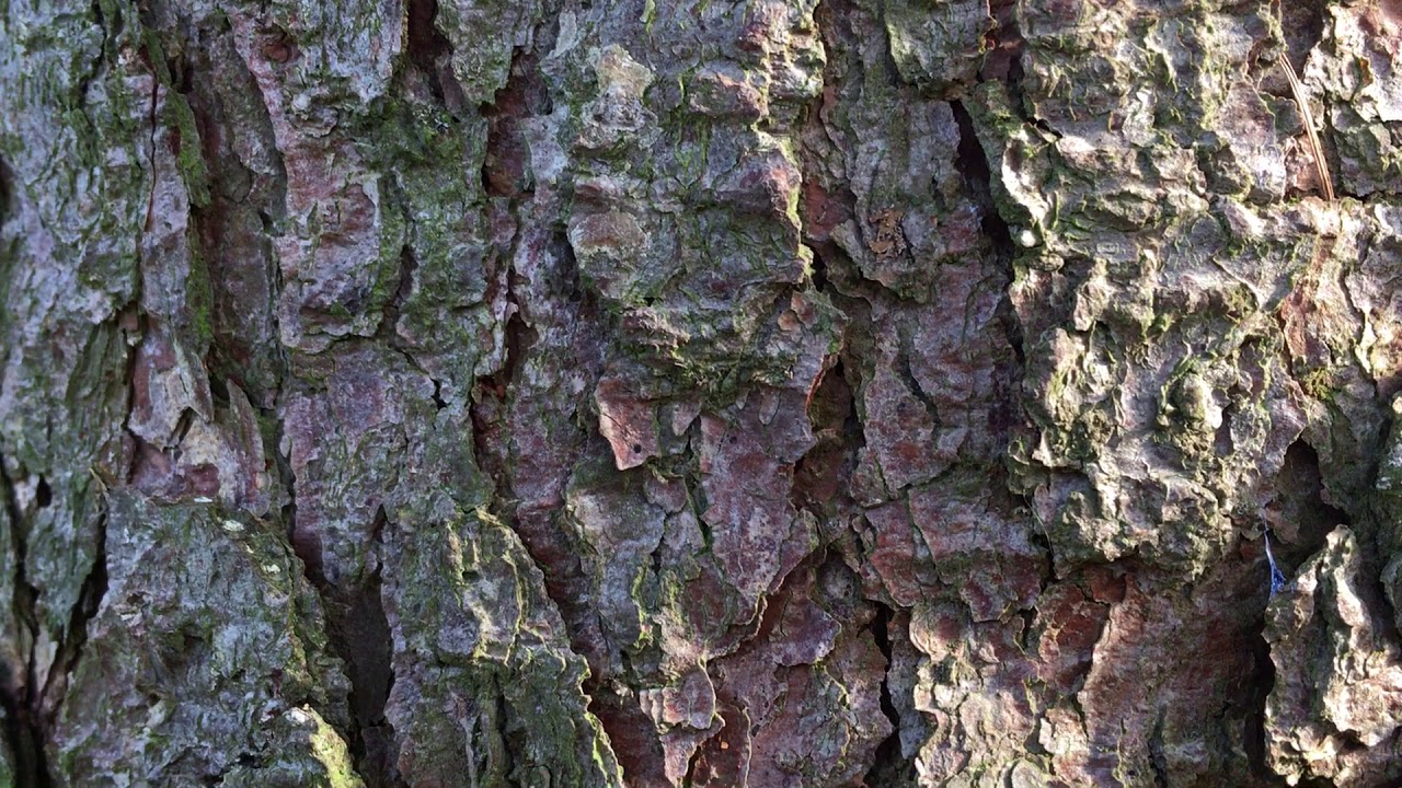 Japanese Larch - bark close up - October 2019 - YouTube