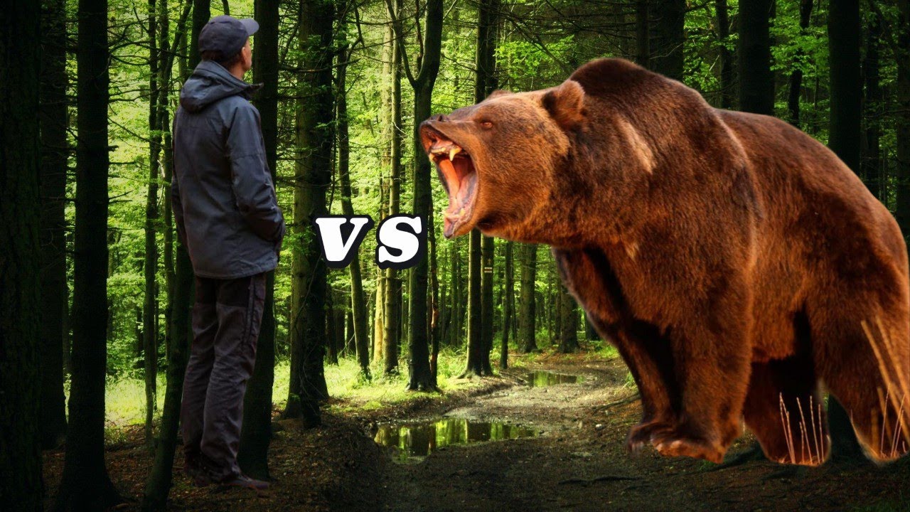 Bear Vs Man Debate Is Ridiculous - YouTube