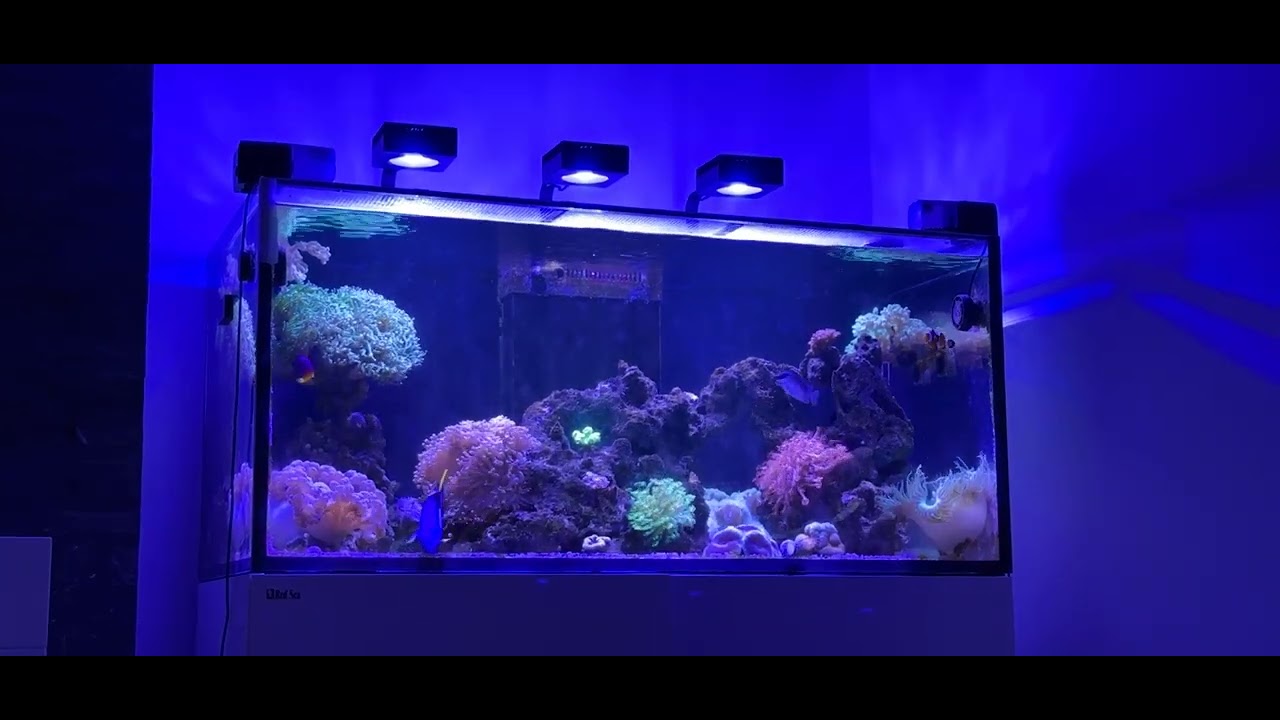 Red Sea Reefer 425xl - YouTube