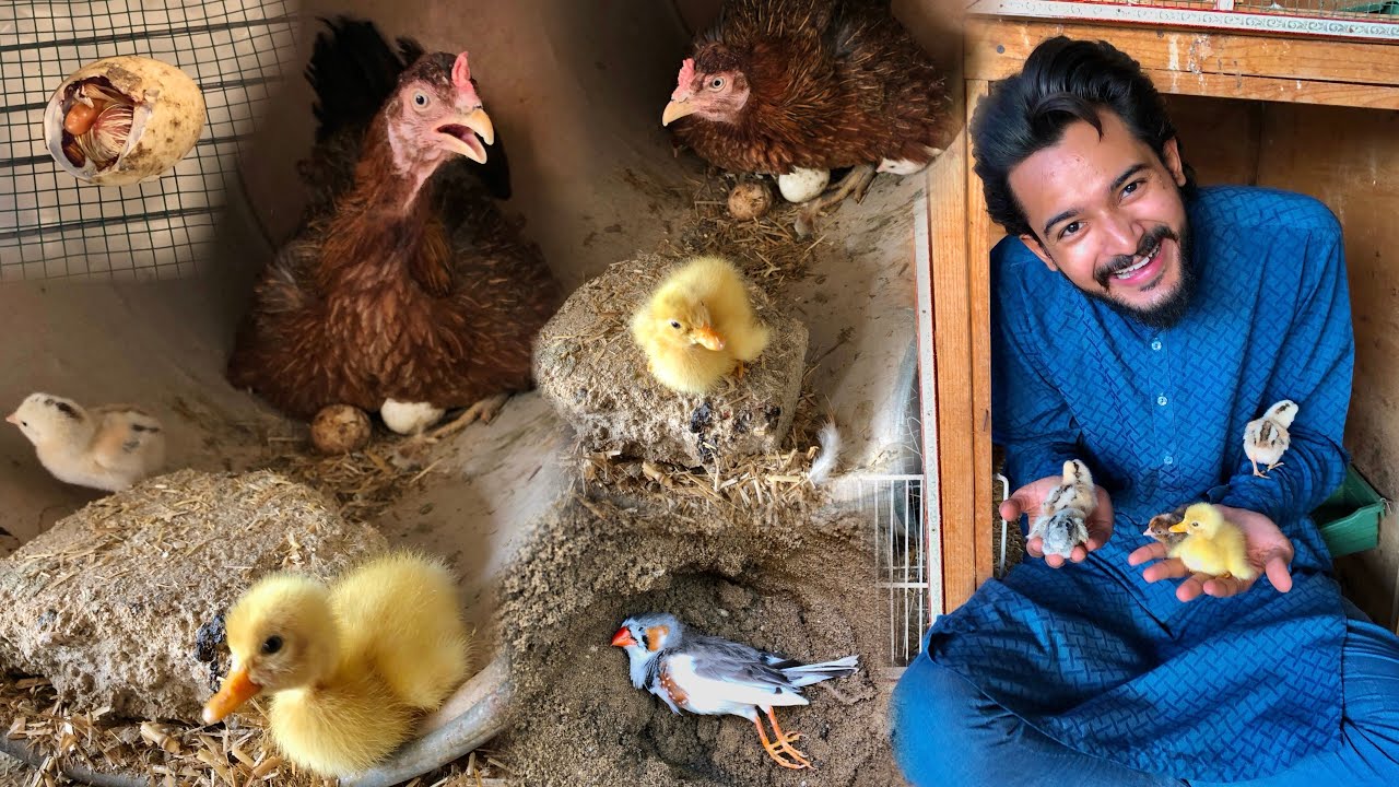 Murgi Ne Baby Duck Ko Bacha Lia😍 Batakh Ka Bacha Nikal Aya | Hum Or ...