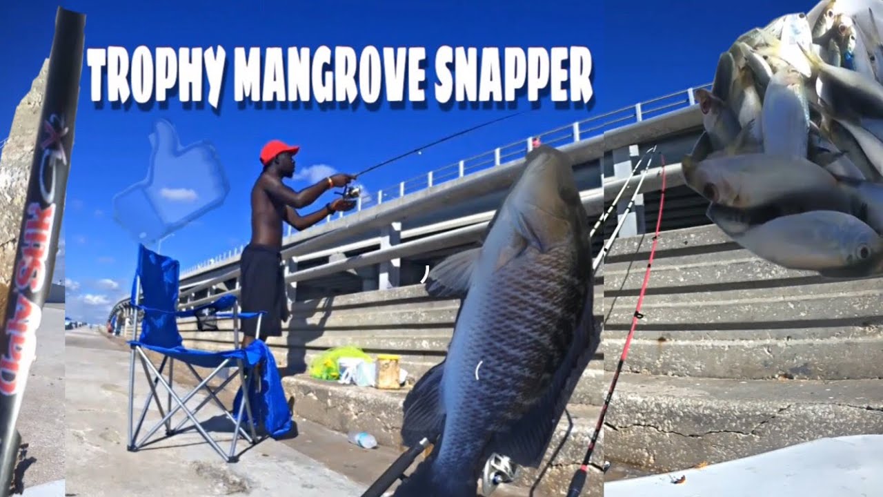 Catching TROPHY Mangrove Snapper Back To Back Bridge Fishing - YouTube