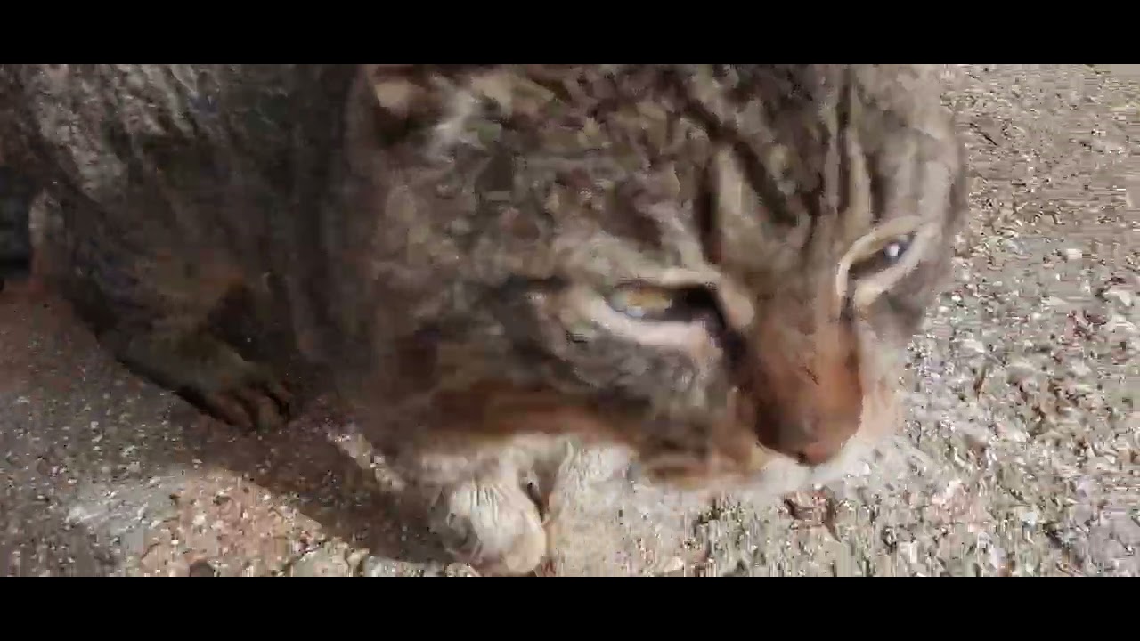 gato Pancho - YouTube