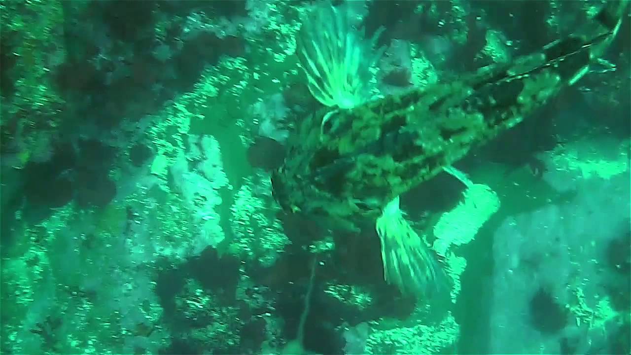 Water Wolf HD Underwater Camera | Inshore Rockfishing - YouTube