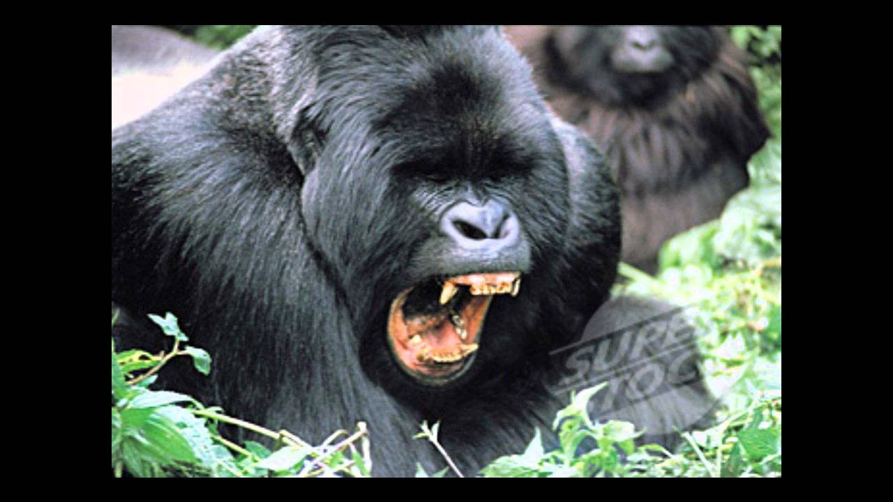Save the Aye Aye.wmv - YouTube