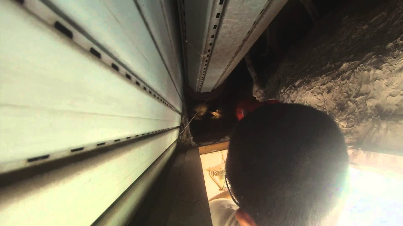 Hamama the pigeon - YouTube