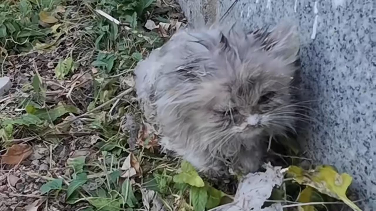 A man found a dying stray cat in the green belt on the roadside. - YouTube