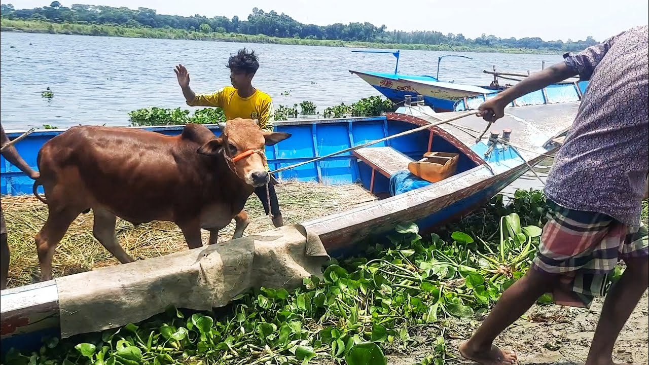 Cow unloading Track , cow videos, cow video, big cow, Part -402 | Kuh ...
