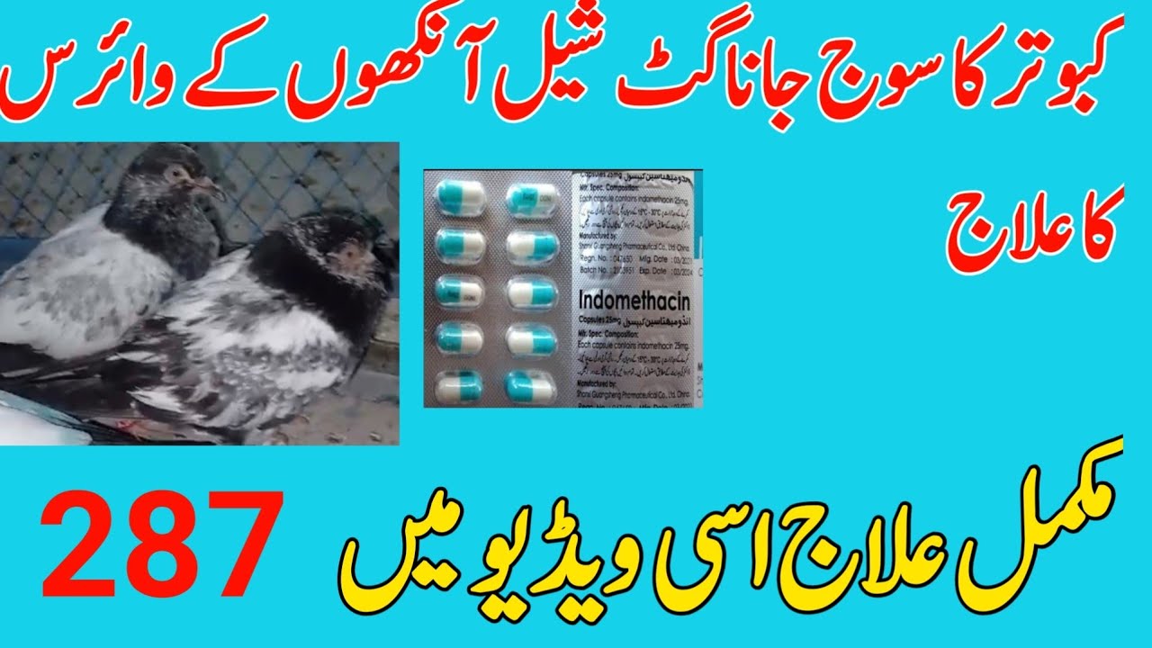 Pigeon swelling gut shell eye virus treatment @KABOOTARPARWARVLOG - YouTube