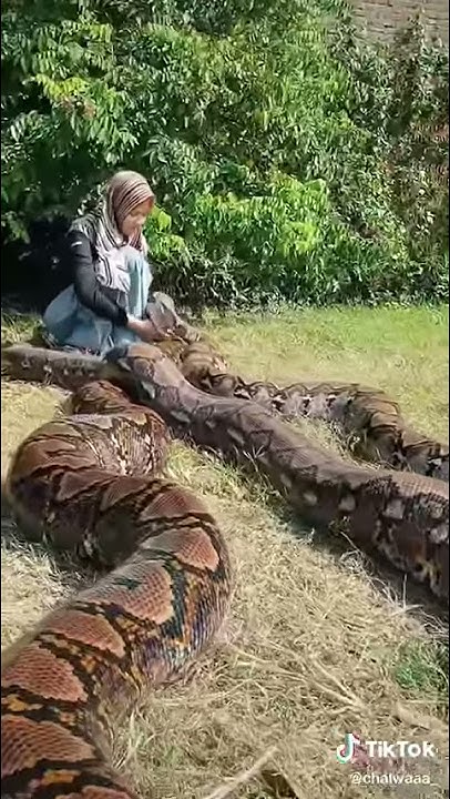 Reticulated python snake - YouTube