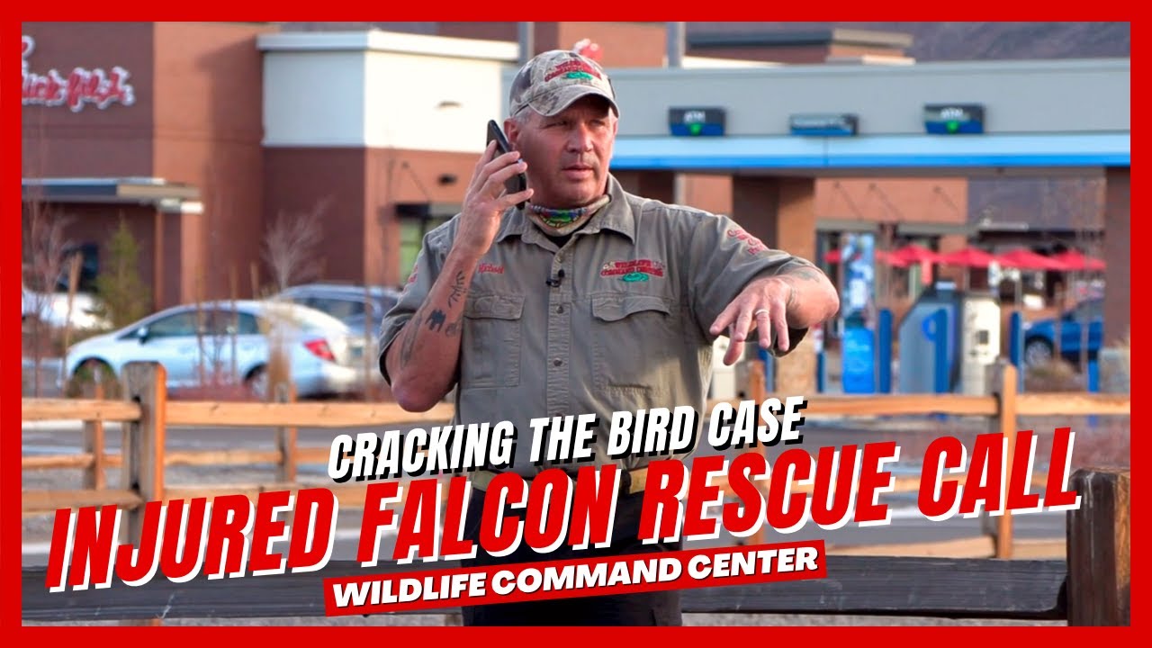 Injured Falcon Rescue Call in Reno | Raptor Rescue | Wildlife Command ...