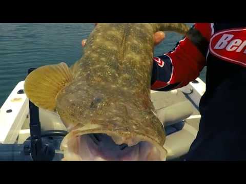 Massive flathead in our flathead classic - YouTube