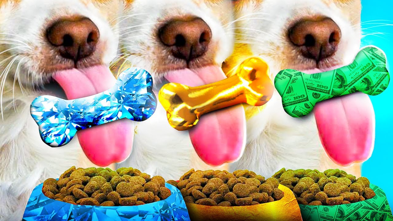 My Magic Dog Grants Wishes || Funny situations and awkward moments ...