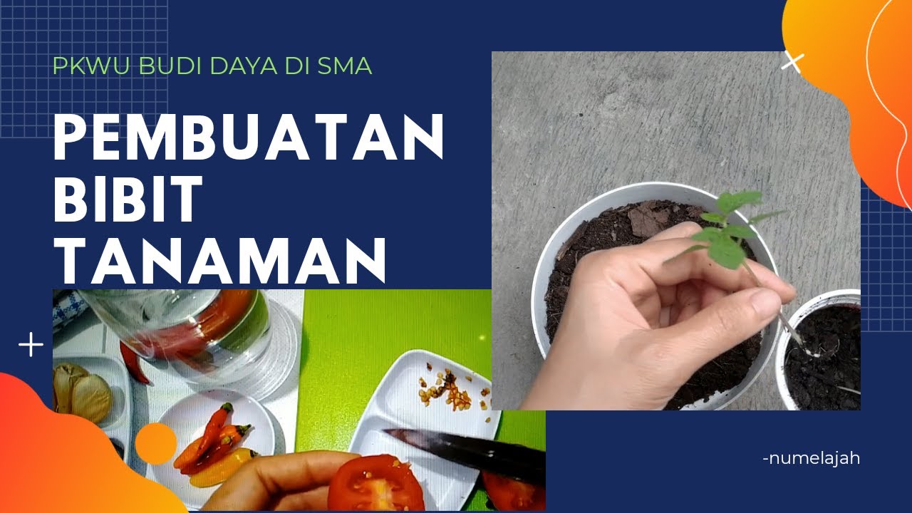 Tutorial Membuat Bibit dari Rumah (PKWU Budi Daya di SMA) - YouTube