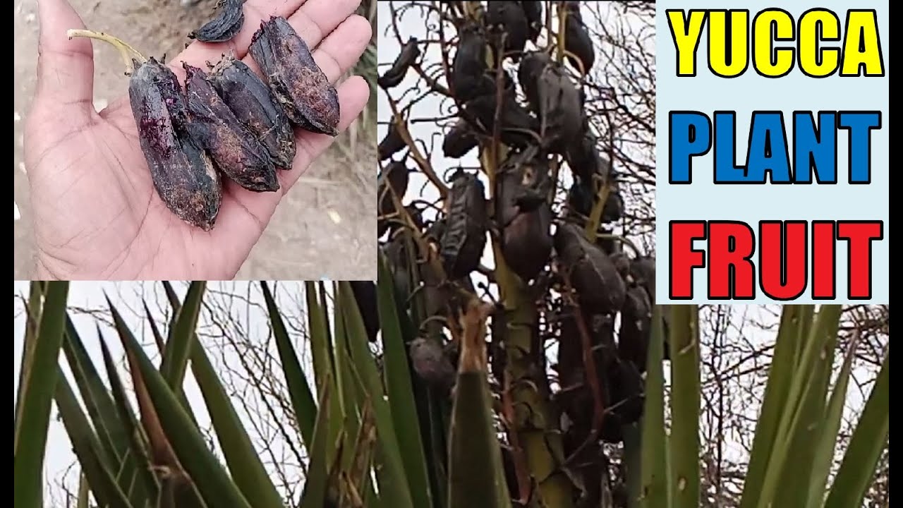 Yucca Plant Fruit / Amazing Fruit of Yucca Plant/ Yucca Fruit - YouTube