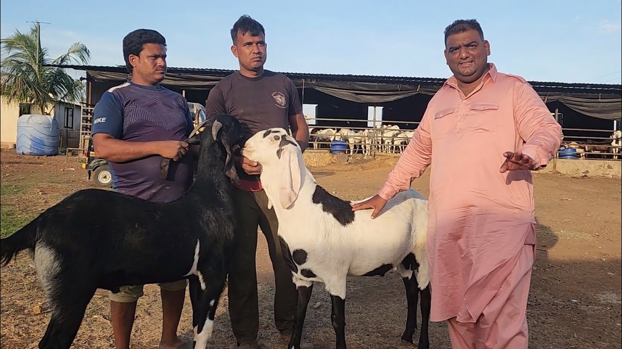 Palehue Bechne Wale Bakre At Ashrafi Goat Farm | Joheb Bhai. - YouTube