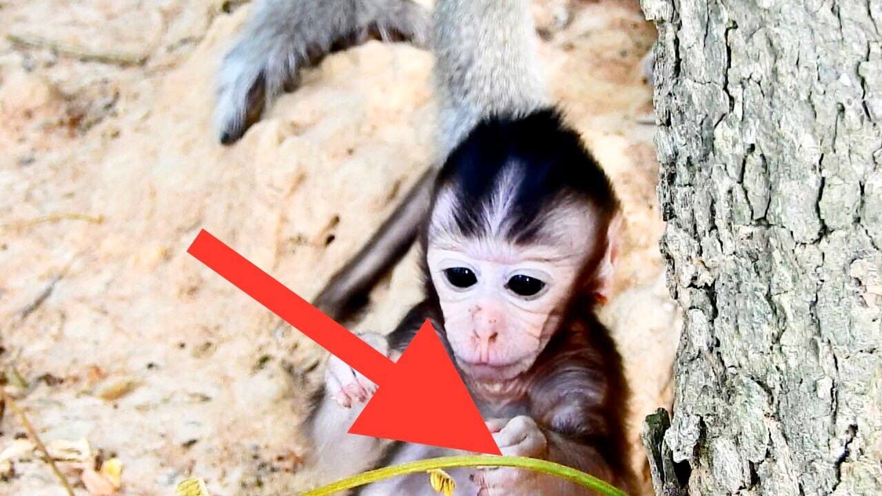 Very a little baby monkeys play - YouTube