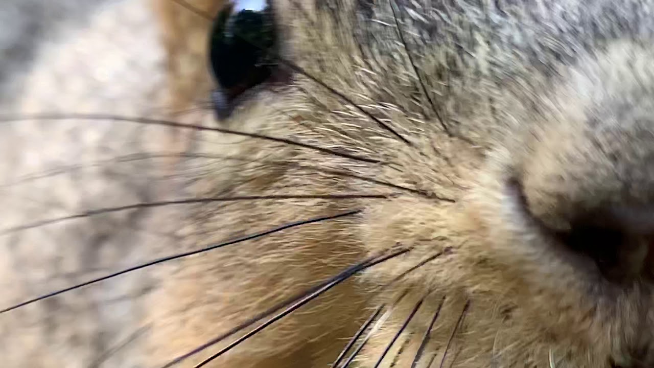 Squirrel Smells the Camera - YouTube
