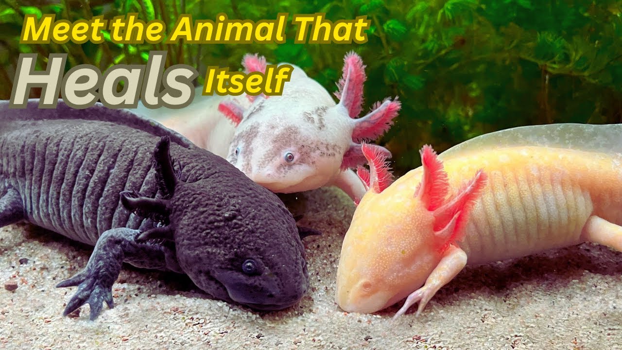 Axolotls: The Salamanders That Can Regrow Their Body Parts! | #animals ...