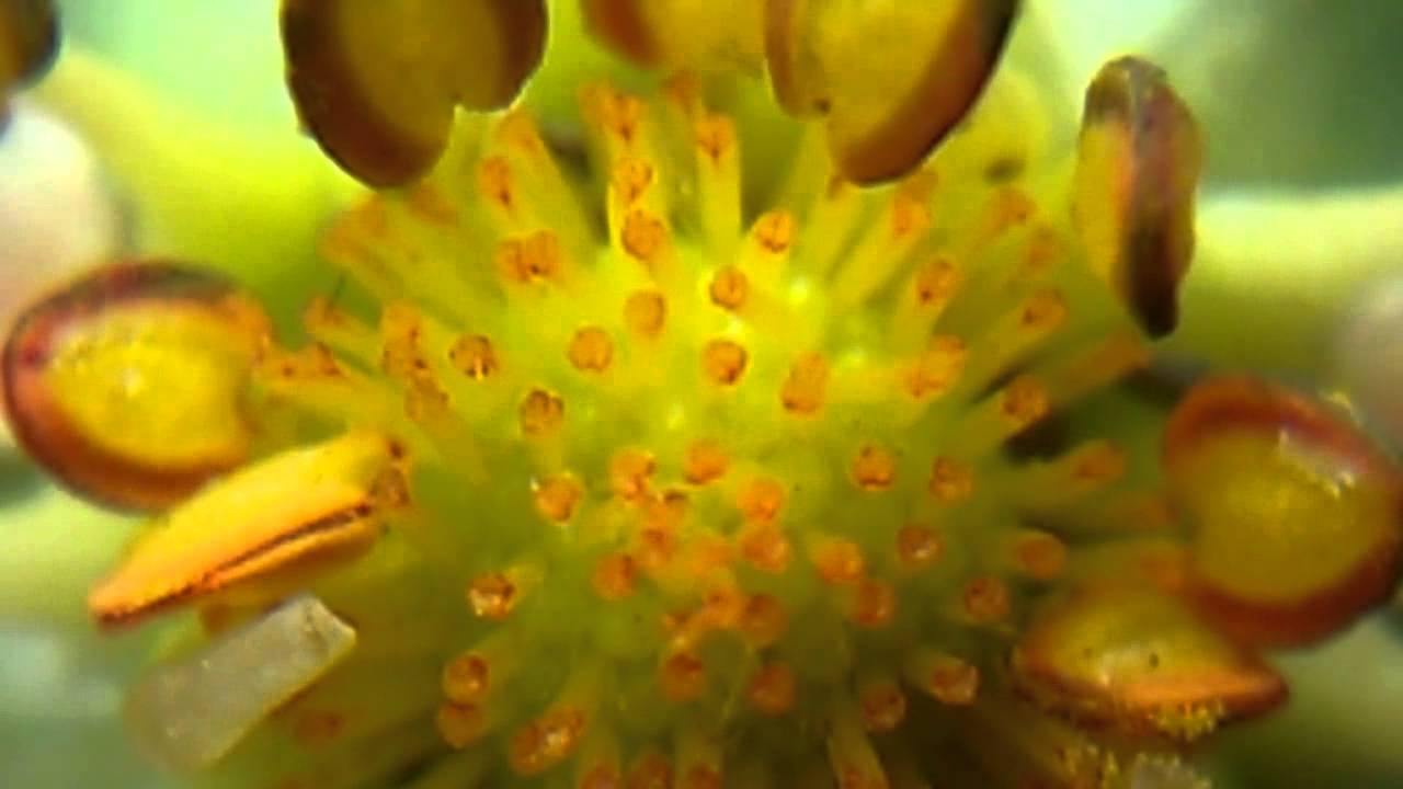 Strawberry thrips ? - YouTube