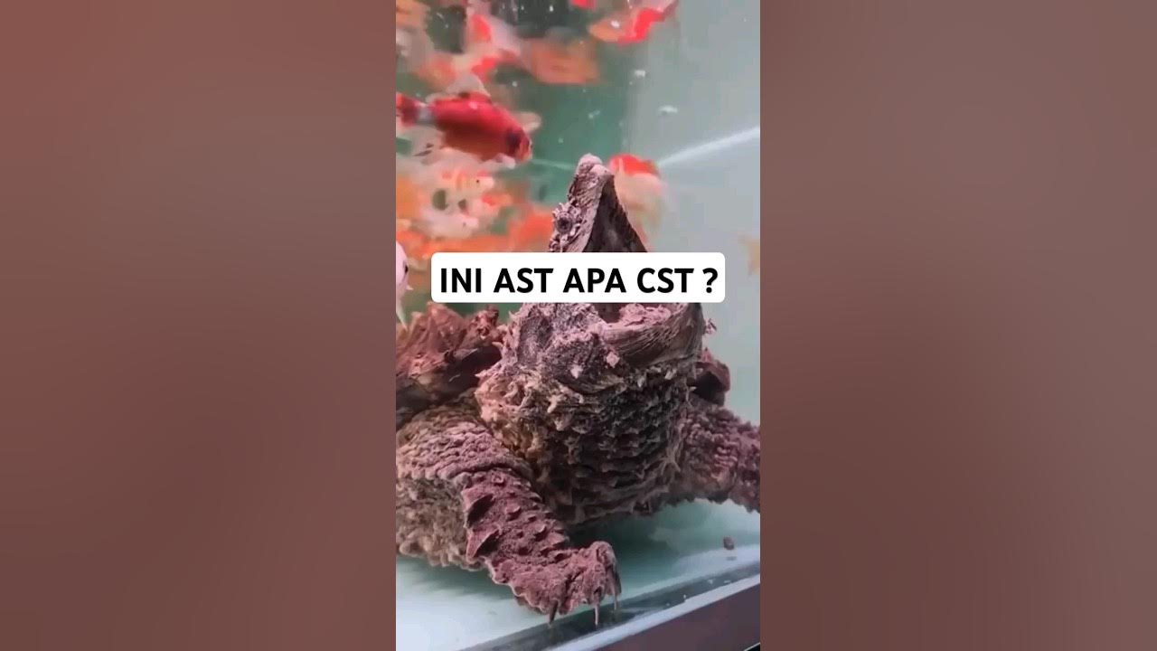 INI KURA KURA CST APA AST YA ? #kurakura - YouTube