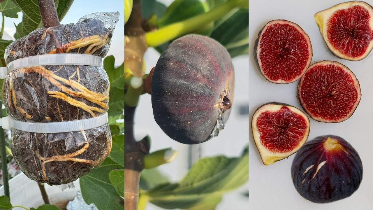 Great Method of propagation FIG TREE from cuttings using aluminum foil ...