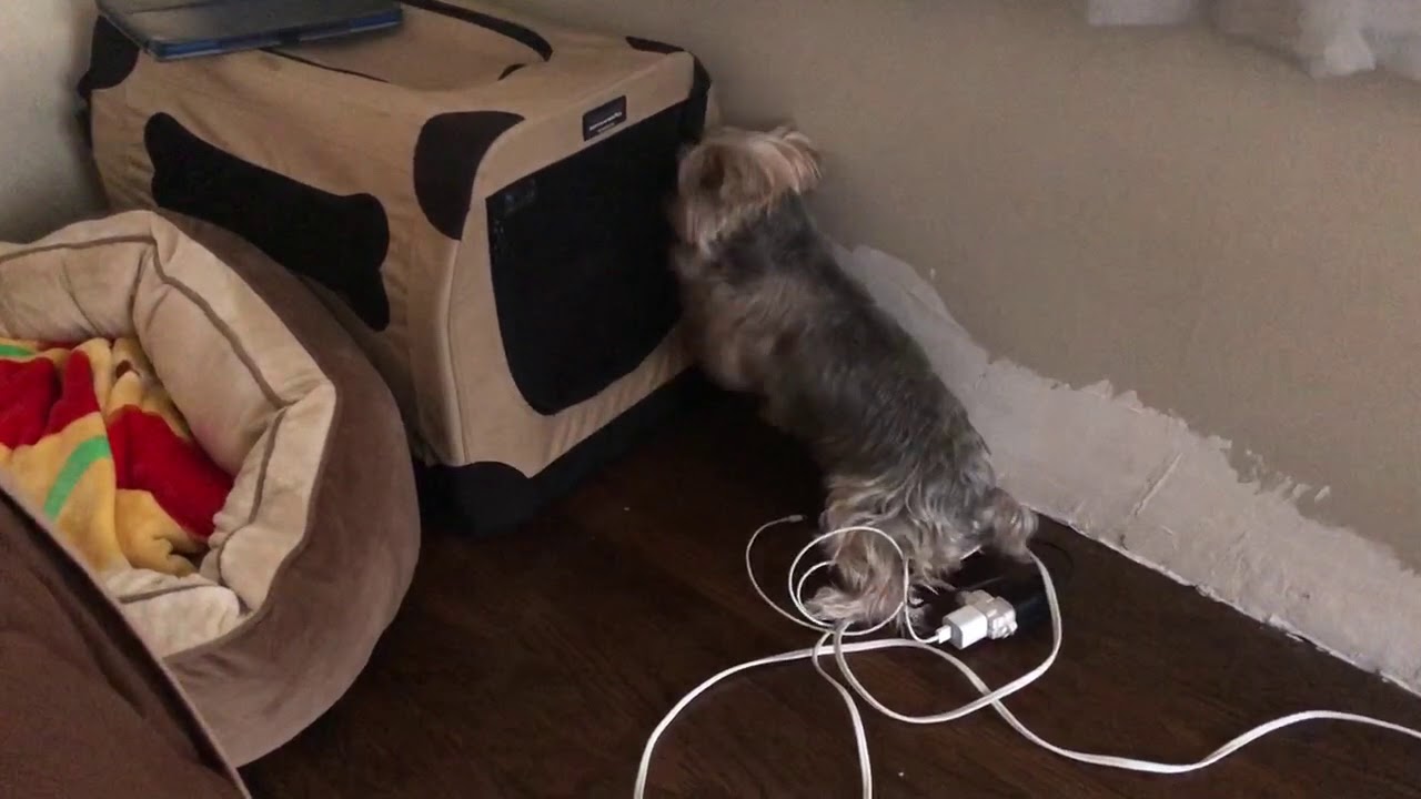 Yorkie’s In Heat 😊 - YouTube