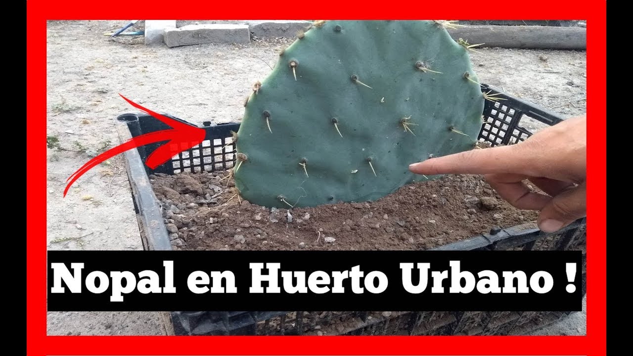 Como sembrar Nopales, Chumbera, en Pequeños espacios - YouTube