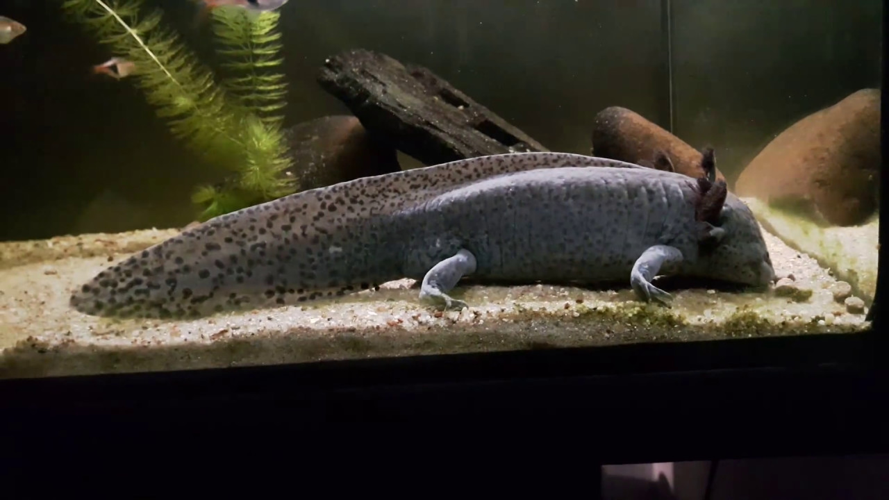 Aksolotl Meksykański - YouTube