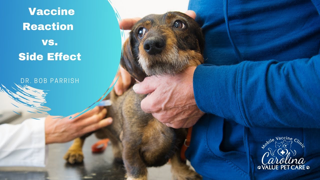 Is your pet having a vaccine reaction? What should you do? - YouTube