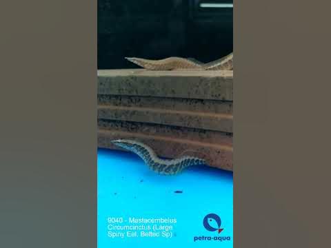9040 Mastacembelus Circumcinctus Large Spiny Eel, Belted Sp - YouTube