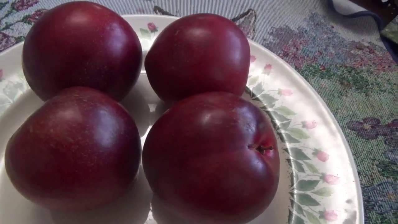 ASMR Plum Eating Sound And Whispering - YouTube