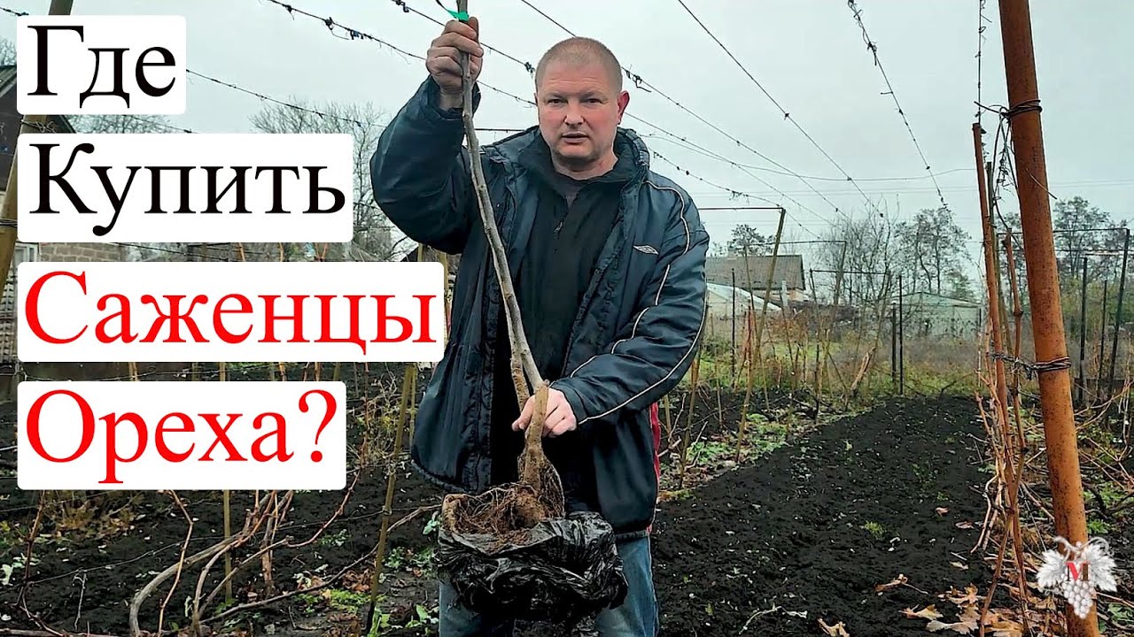 Где купить САЖЕНЦЫ ОРЕХА Youtube