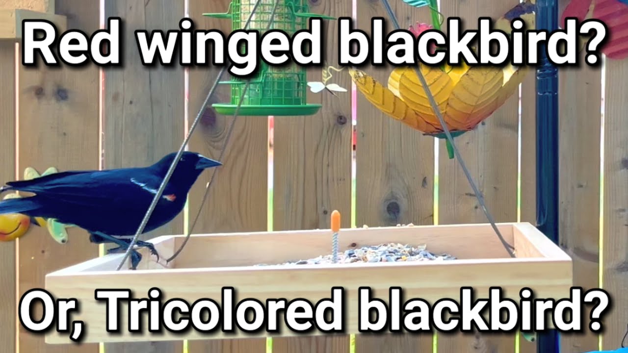 How to tell the difference between Red Winged & Tricolored Blackbirds! - YouTube
