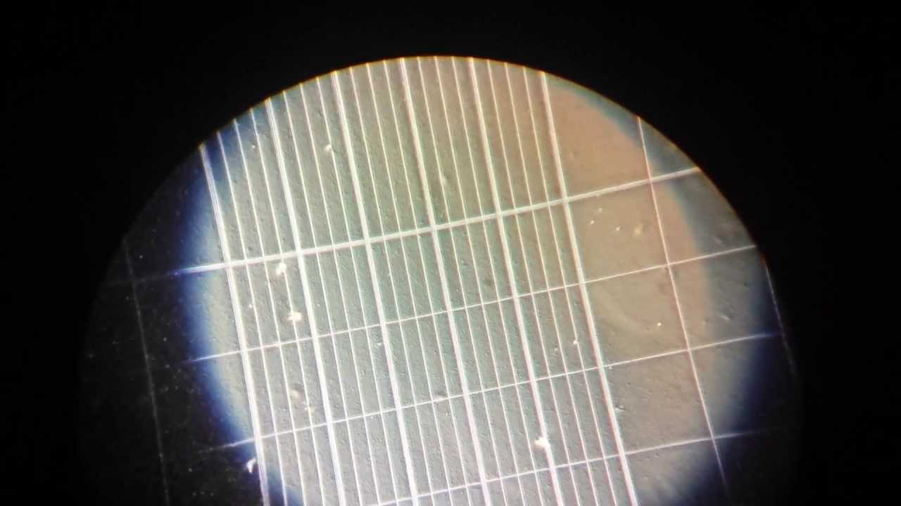 One swimming Cafeteria roenbergensis - YouTube