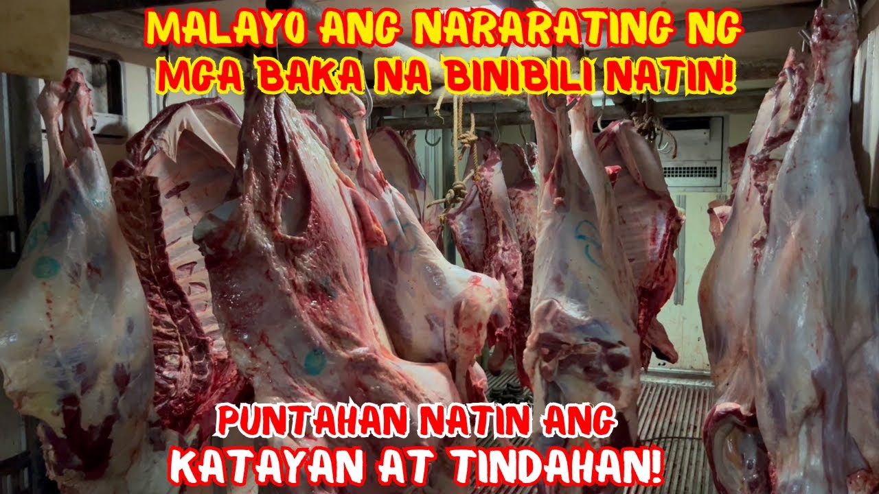 MALAYO ANG NARARATING NG MGA BAKA NA BINIBILI NATIN! | PUNTAHAN NATIN ...