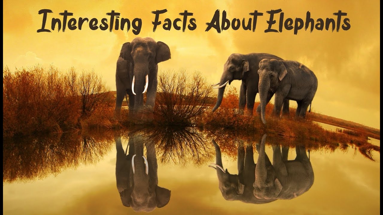 Elephant Facts Elephant Interesting Facts Indian Elephant Or Asian Elephants Information elephant-facts-elephant-interesting-facts-indian-elephant-or-asian-elephants-information