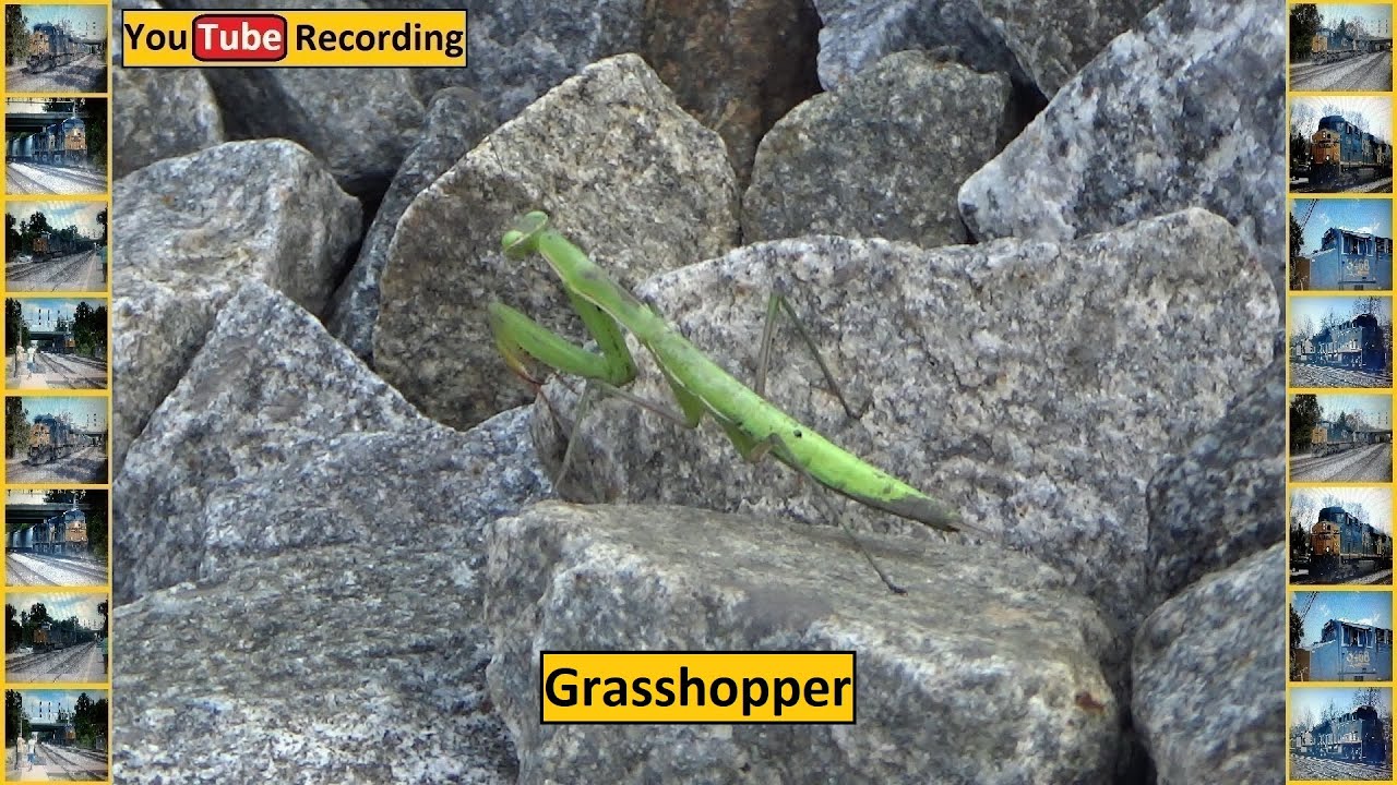 Grasshopper Youtube Recording Youtube 4822