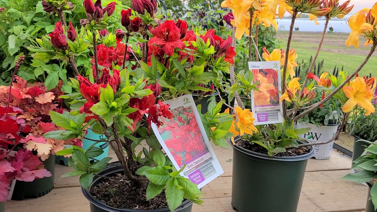 Azalea 'Red Demon' & 'Arneson Gem' // 2 Superb, BEST performing Azaleas ...