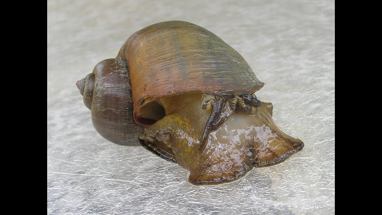 Pomacea maculata Perry, 1810 Channeled Apple Snail - YouTube