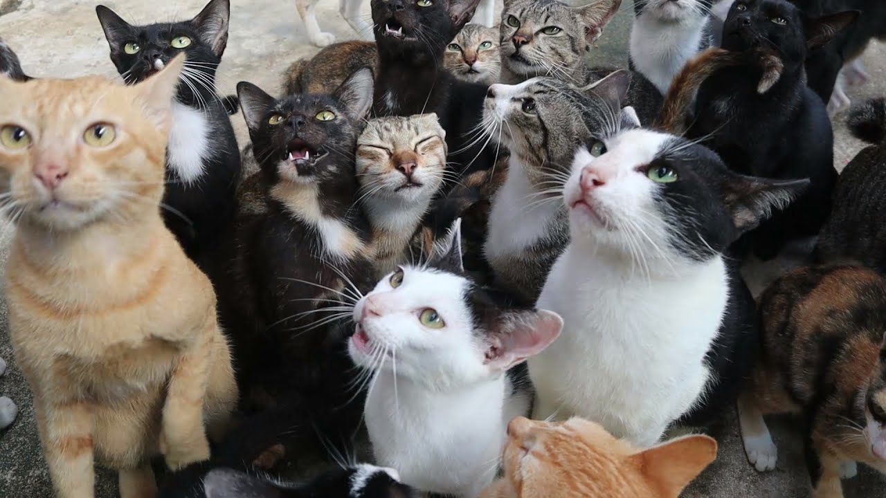 Many Hungry cats crying asking for food - YouTube