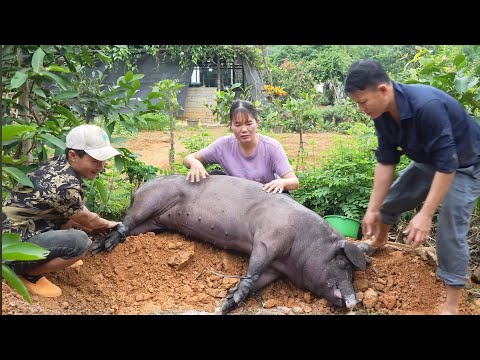 The giant pregnant sow has died. It's a great loss. ( Ep 423 )