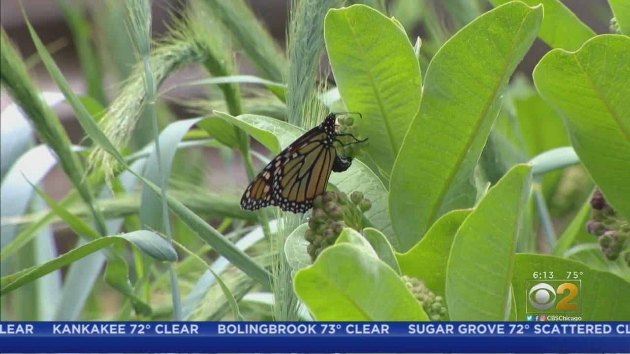 Chicago Museums Helping To Save Endangered Monarch Butterflies - YouTube