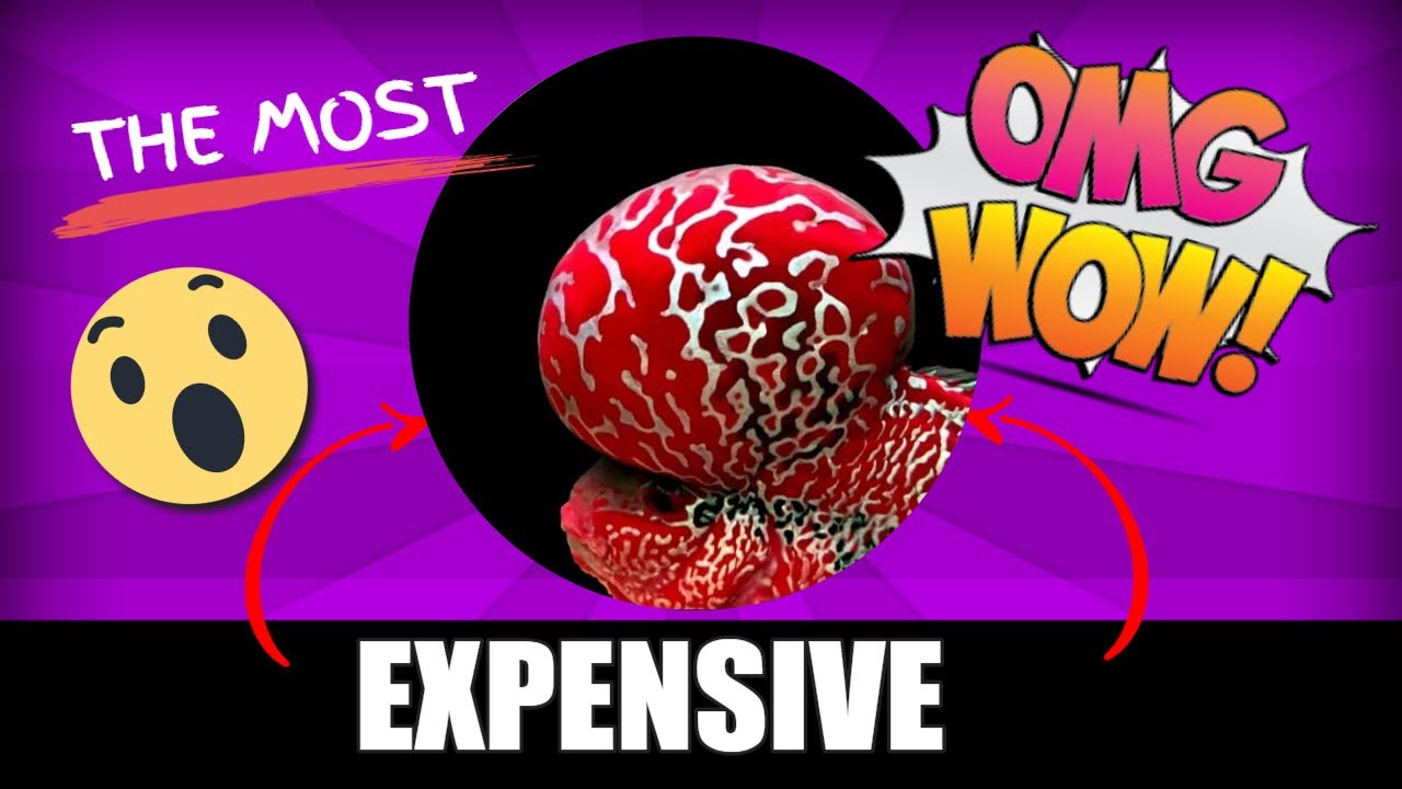 THE MOST EXPENSIVE MAN MADE FISH SOLD ON EARTH - YouTube