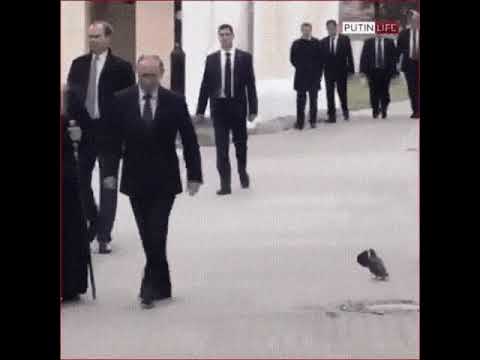 russian pigeon meme - YouTube