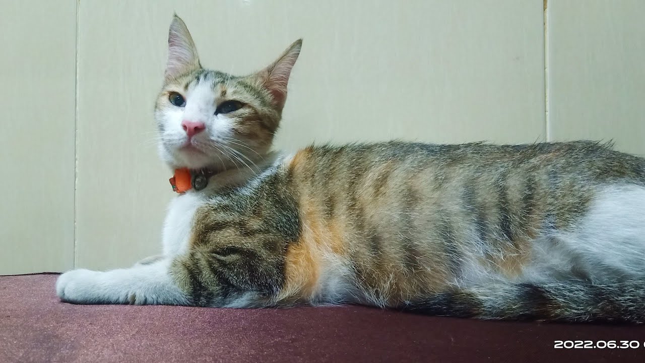 kucing lagi mager - YouTube