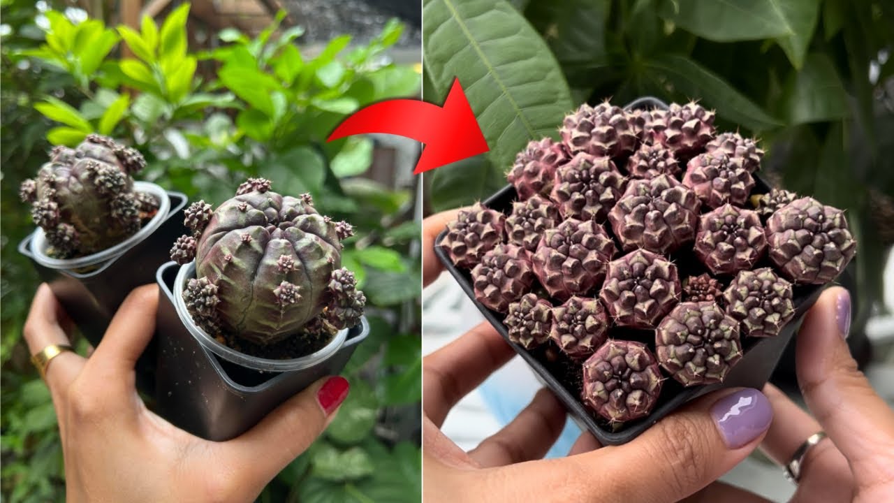 Easy way to propagate Cactus offsets 🌱 - YouTube